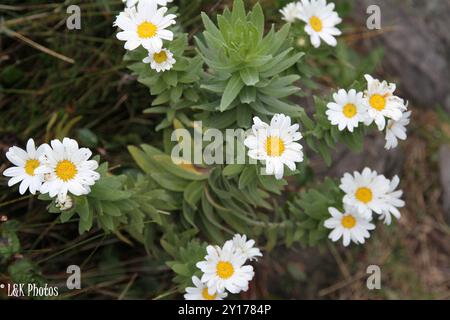 Swamp Daisy (Osmitopsis asteriscoides), Plantae, Palmiet river trail ...
