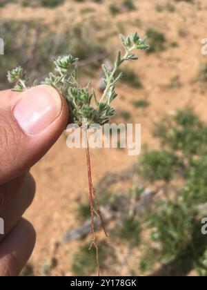 Redroot Cryptantha (Eremocarya micrantha) Plantae Stock Photo - Alamy