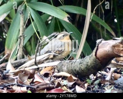 Varied Thrush (Ixoreus naevius), Aves, San Francisco Botanical Garden ...