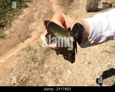 Hercules Morpho (Morpho hercules) Insecta Stock Photo - Alamy