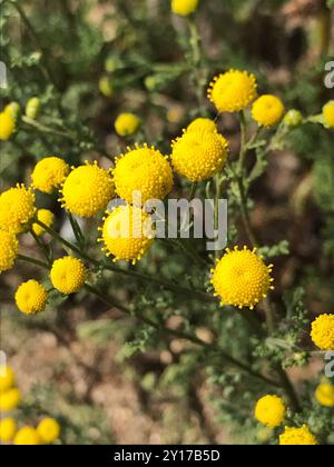 stinknet (Oncosiphon pilulifer) Plantae Stock Photo - Alamy