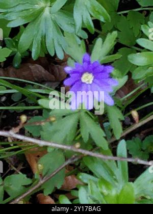 Greek Anemone (Anemonoides blanda) Plantae Stock Photo - Alamy