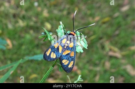 (Amata nigriceps) Insecta Stock Photo - Alamy