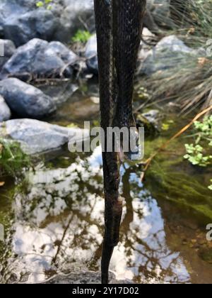 Two-striped Garter Snake (Thamnophis hammondii) Reptilia Stock Photo ...