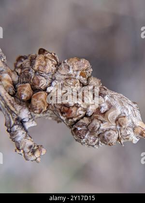 Olive Knot (Pseudomonas savastanoi Stock Photo - Alamy