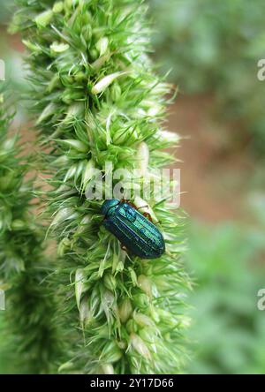 Groovewing Flower Beetles (Melyris) Insecta Stock Photo - Alamy