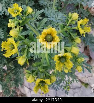 Fringed Rue (Ruta chalepensis) Plantae Stock Photo - Alamy