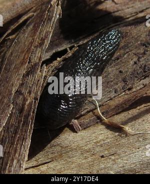 Smooth Land Slugs (Deroceras) Mollusca Stock Photo - Alamy