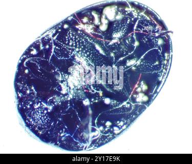 Slime flux beetle (Nosodendron unicolor) Insecta Stock Photo - Alamy