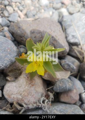golden desert-snapdragon (Mohavea breviflora) Plantae Stock Photo - Alamy