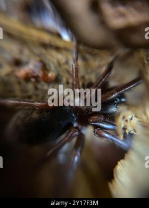 Lace web spiders (Amaurobius) Arachnida Stock Photo - Alamy