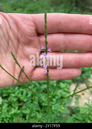 Texas vervain (Verbena halei) Plantae Stock Photo - Alamy