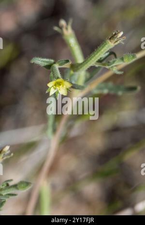 Blazingstars (Mentzelia) Plantae Stock Photo - Alamy