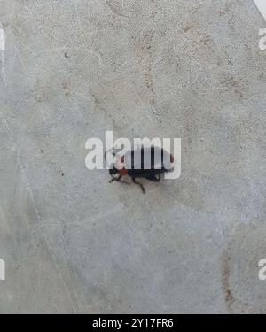 Spinach Flea Beetle (Disonycha xanthomelas) Insecta Stock Photo - Alamy