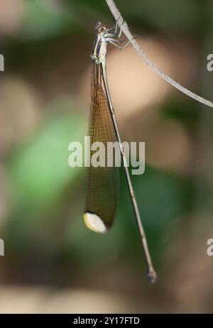Lemon-tipped Helicopter (Mecistogaster ornata), Insecta, Tecolotlán ...