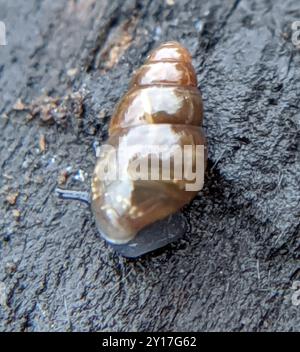 Glossy Pillar (Cochlicopa lubrica) Mollusca Stock Photo - Alamy