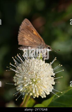 Broad-winged Skipper (Poanes viator) Insecta Stock Photo - Alamy