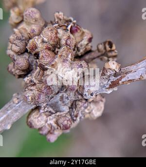 Olive Knot (Pseudomonas savastanoi Stock Photo - Alamy