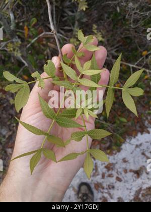 Scrub Hickory (Carya floridana Stock Photo - Alamy