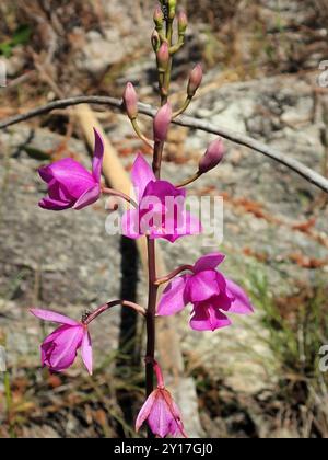 (Bletia catenulata) Plantae Stock Photo - Alamy