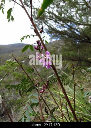 Australian Indigo (Indigofera australis) Plantae Stock Photo - Alamy