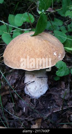(Boletus variipes) Fungi Stock Photo - Alamy