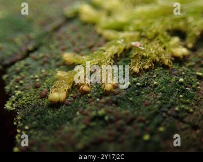 Pacific Fuzzwort (Ptilidium californicum), Plantae, Olympic, Olympic ...