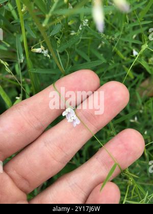 Fourleaf Vetch (Vicia acutifolia) Plantae Stock Photo - Alamy