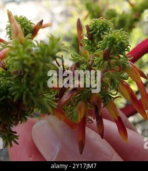 Singlet Hanging Heath (Erica coccinea uniflora) Plantae Stock Photo - Alamy