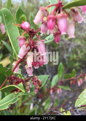 fetterbush lyonia (Lyonia lucida) Plantae Stock Photo - Alamy