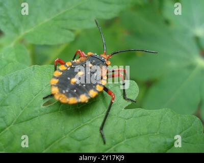 (Spartocera fusca) Insecta Stock Photo - Alamy