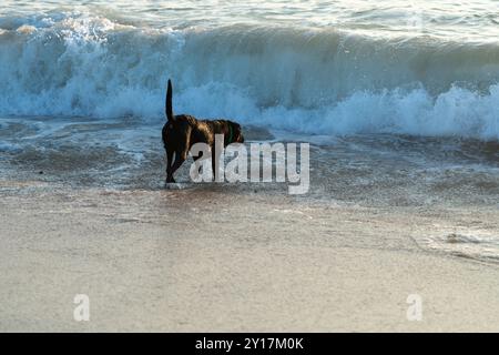 Black labrador retriever dog frolicks in the ocean surf, in Nags Head ...