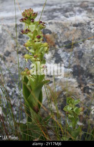 Scented Orchid (Satyrium odorum) Plantae Stock Photo - Alamy