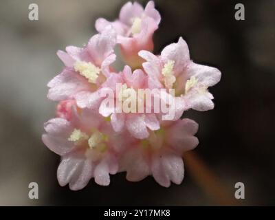 Crawling Spiderling (Boerhavia repens) Plantae Stock Photo - Alamy