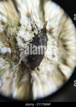 March Tubic (Diurnea fagella) Insecta Stock Photo - Alamy