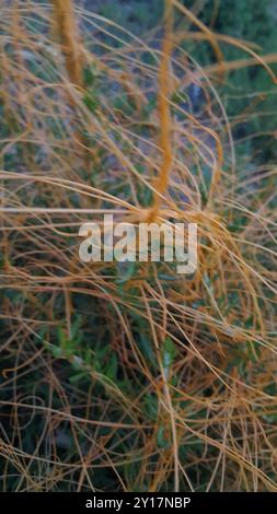 dodders (Cuscuta) Plantae Stock Photo - Alamy