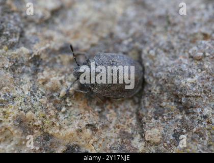 European Turtle-bug (Podops inunctus) Insecta Stock Photo - Alamy