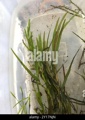 riverweed family (Podostemaceae) Plantae Stock Photo - Alamy