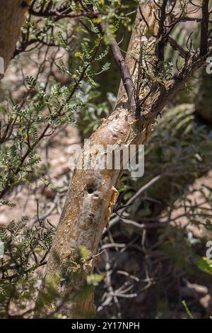 elephant tree (Bursera microphylla) Plantae Stock Photo - Alamy