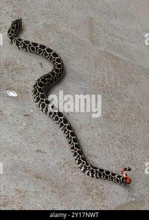 South American Hognose Snake (Xenodon dorbignyi) Reptilia Stock Photo ...