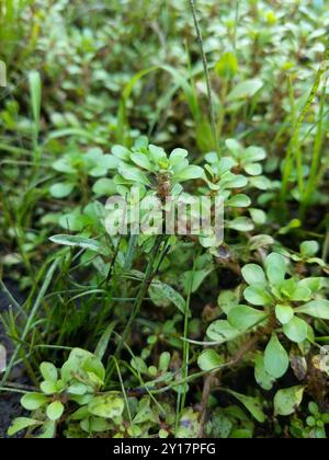 Water-purslane (Lythrum portula) Plantae Stock Photo - Alamy