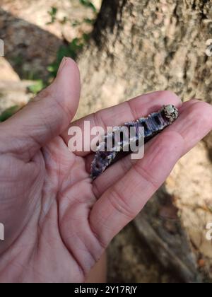 Underwing Moths (Catocala) Insecta Stock Photo - Alamy