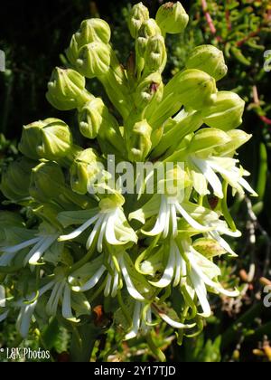 Green Woodorchid (Bonatea speciosa) Plantae Stock Photo - Alamy