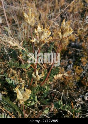 field locoweed (Oxytropis campestris) Plantae Stock Photo - Alamy