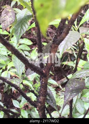 Lobate Lac Scale (Paratachardina pseudolobata) Insecta Stock Photo - Alamy