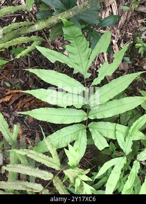 incised halberd fern (Tectaria incisa) Plantae Stock Photo - Alamy
