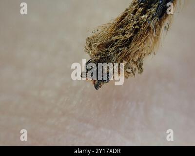 Bearded Weevil (Rhinostomus barbirostris) Insecta Stock Photo - Alamy