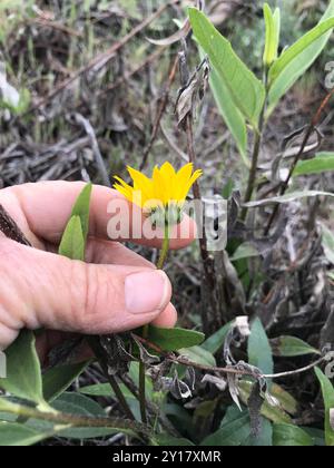 slender sunflower (Helianthus gracilentus), Plantae, Banning, CA 92220 ...