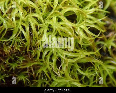 Twisted Moss (Tortella tortuosa) Plantae Stock Photo - Alamy