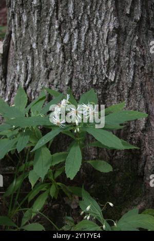 whorled wood aster (Oclemena acuminata) Plantae Stock Photo - Alamy